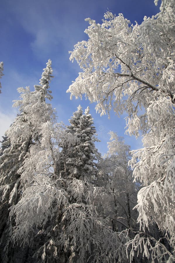 Winter Forest with Fir and Birch Branches Stock Image - Image of bright ...