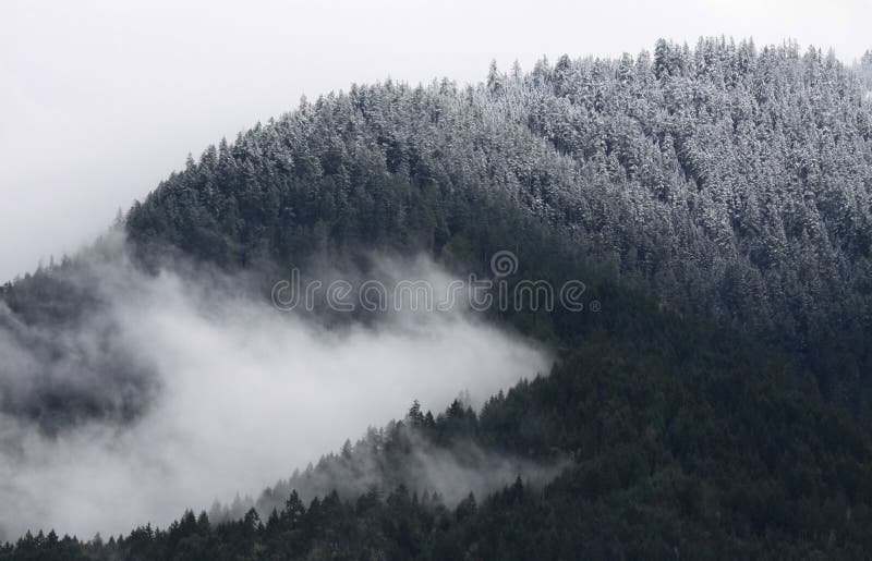 Low Fog on Snowy Forest Landscape Stock Photo - Image of refuge ...