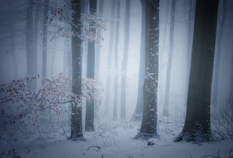 Winter in Forest with Fog and Snow Stock Photo - Image of nature, cold ...