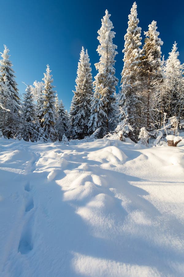 Footsteps in Deep Snow on Cold Winter Day Stock Image - Image of sunny ...