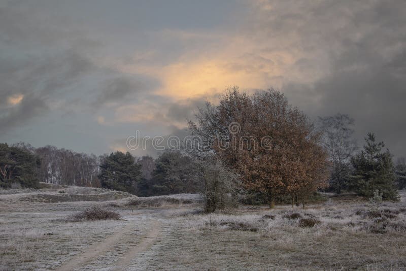 Winter Forest with Frost on the Trees and the Ground and Fog in the Air ...