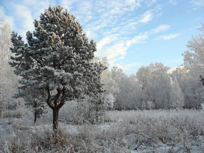 Winter Forest. Frosty Trees Stock Photo - Image of frost, hoar: 17259392