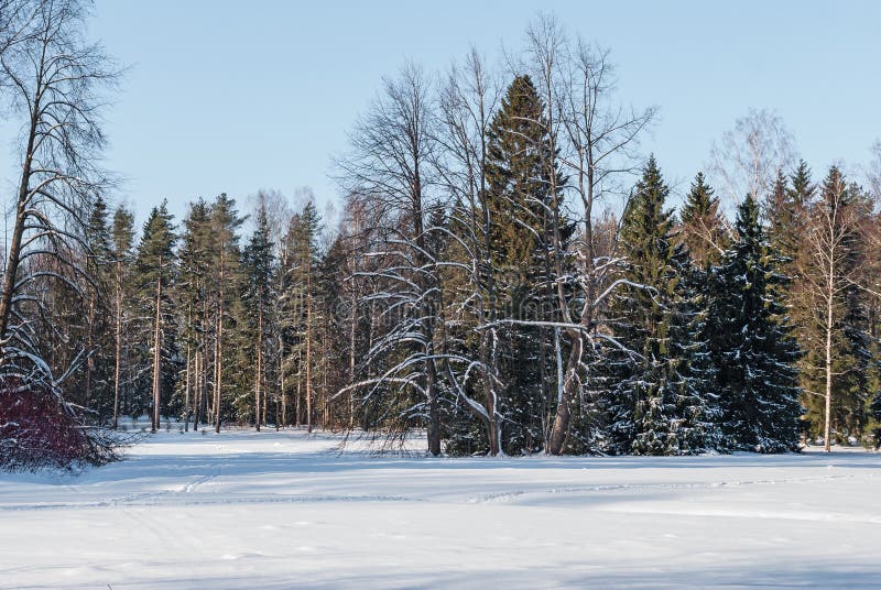 Winter Forest Glade with Trees on the Edge of the Glade Stock Image ...