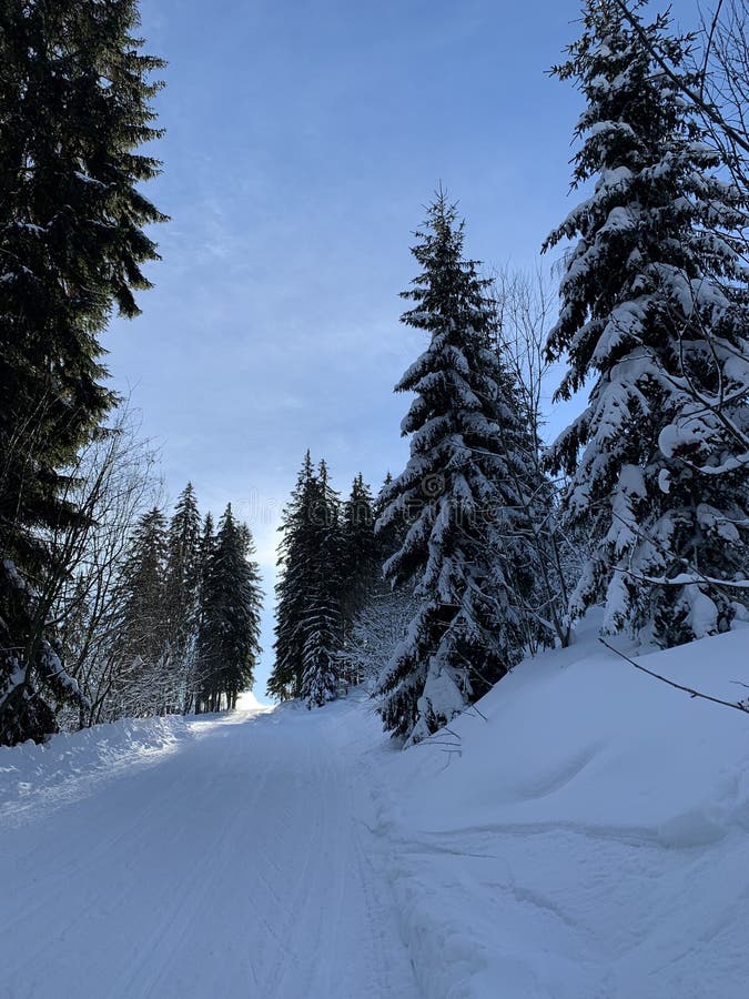Winter Forest with Great Snow. Path among Pine Trees Stock Image ...