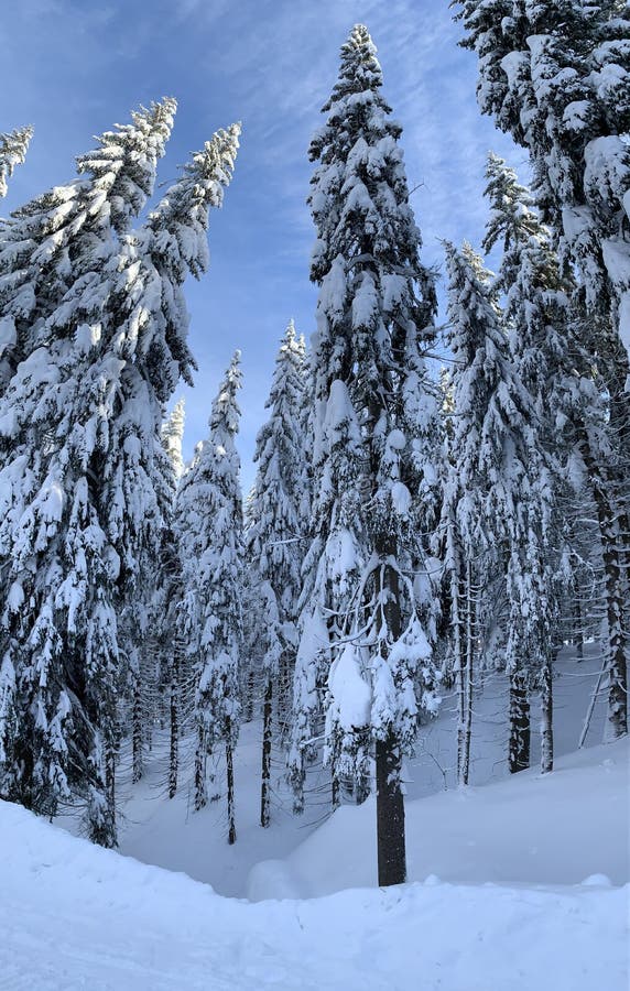 Winter Forest with Great Snow. Path among Pine Trees Stock Image ...