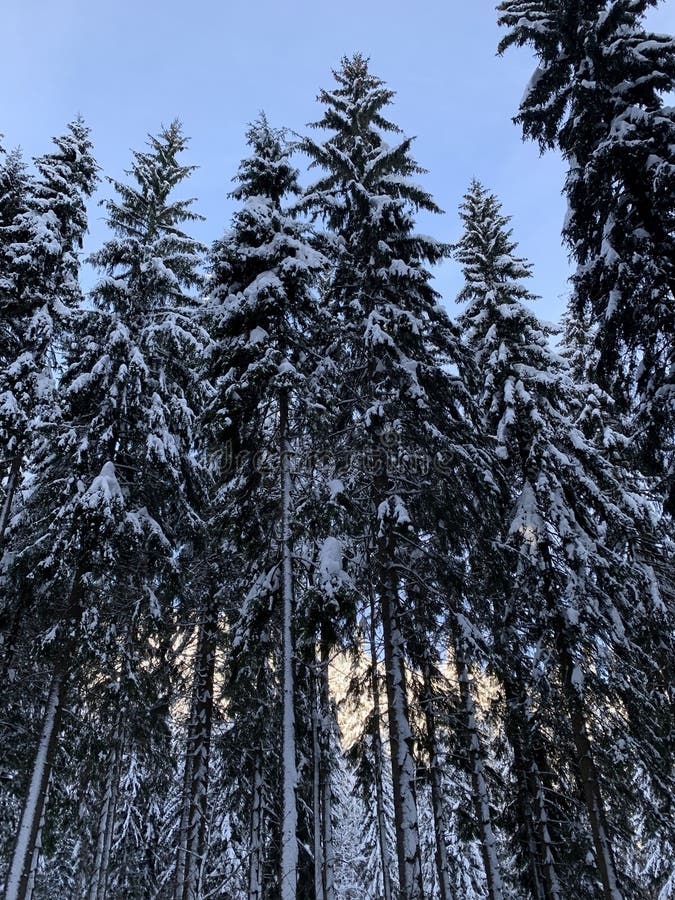 Winter Forest with Great Snow. Pine Trees with Fresh Snow Stock Image ...