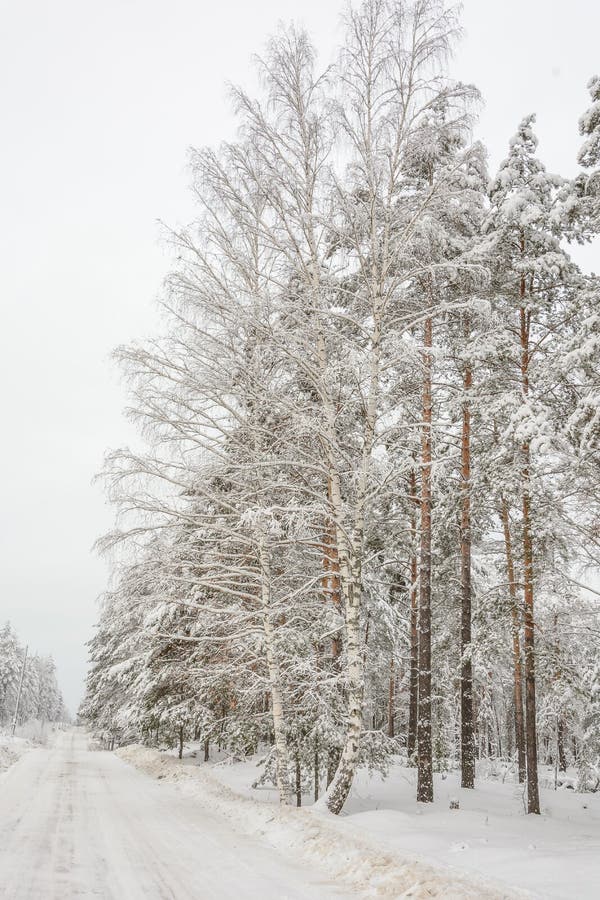 The Cold of the Pines Still Can& X27;t Match the Cold of Your Attitude Stock Image - Image of ...