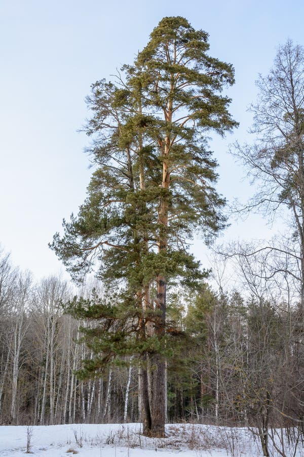 Winter Forest, Grove, Trees in the Snow Stock Photo - Image of cloudy ...