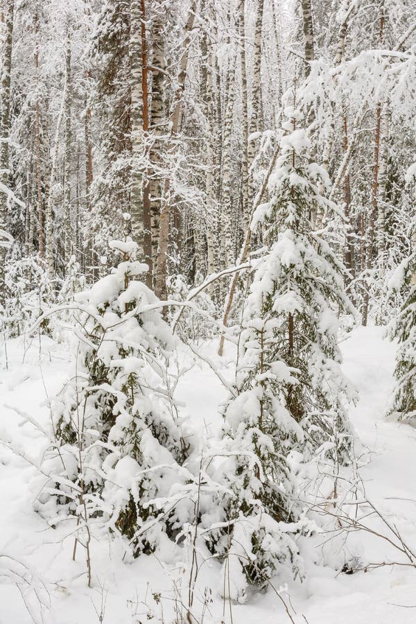 Winter Forest, Grove, Trees in the Snow Stock Image - Image of weather ...