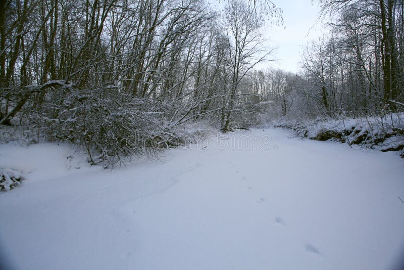 January Winter Landscape in Forest Stock Photo - Image of frost, dense ...