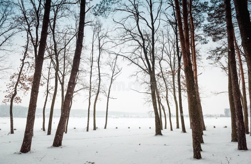 Winter Forest in January. Two Rows of Trees Stock Photo - Image of tree ...