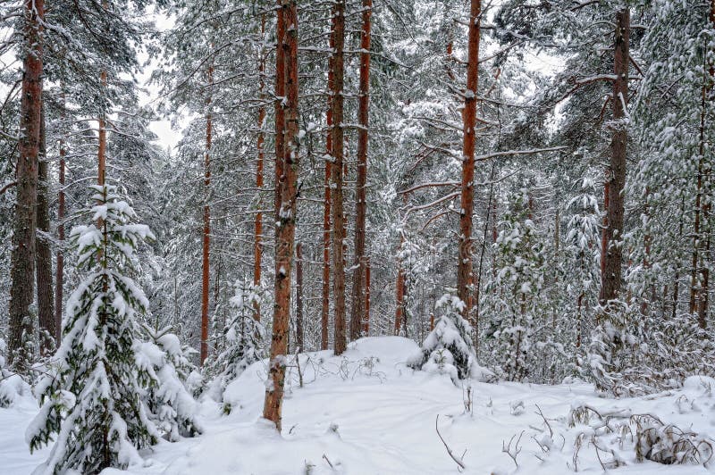 Winter forest landscape. stock image. Image of countryside - 28917579