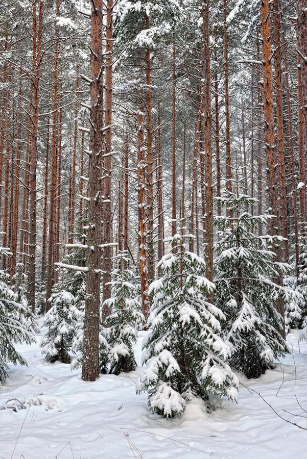 Winter forest landscape stock photo. Image of season - 28918096