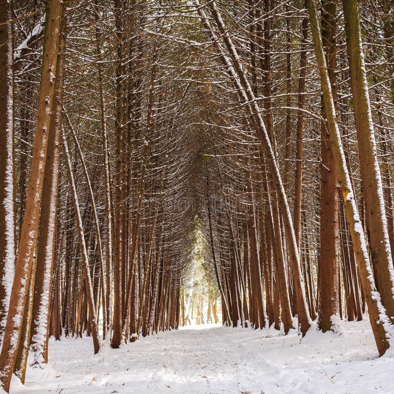 Winter Forest Landscape, Alley Covered by Snow. Stock Photo - Image of ...