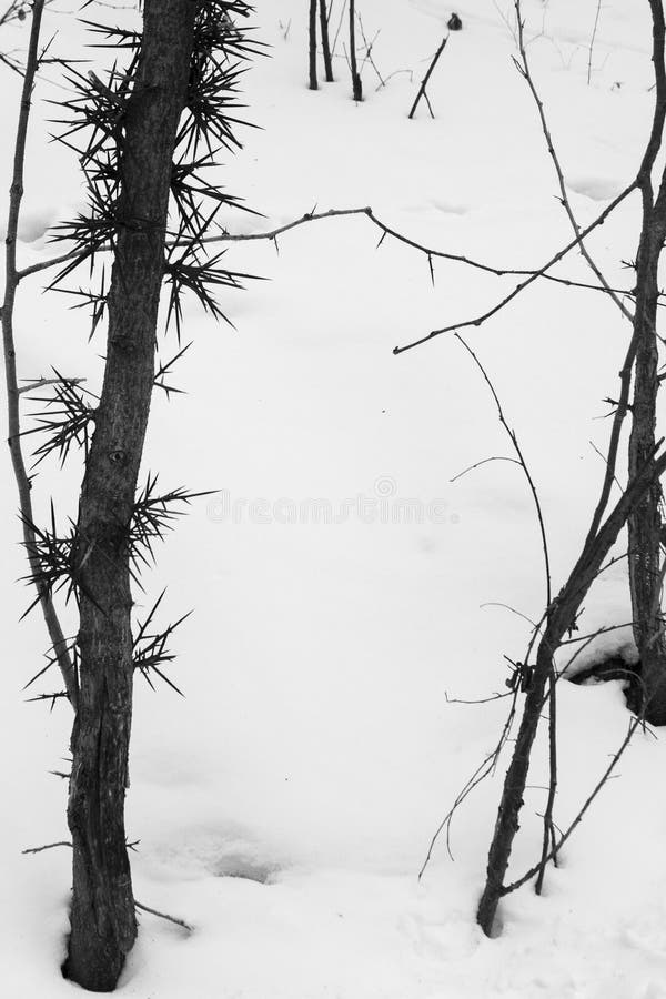 Winter Forest Landscape. Alone Tree on Snow Stock Image - Image of ...
