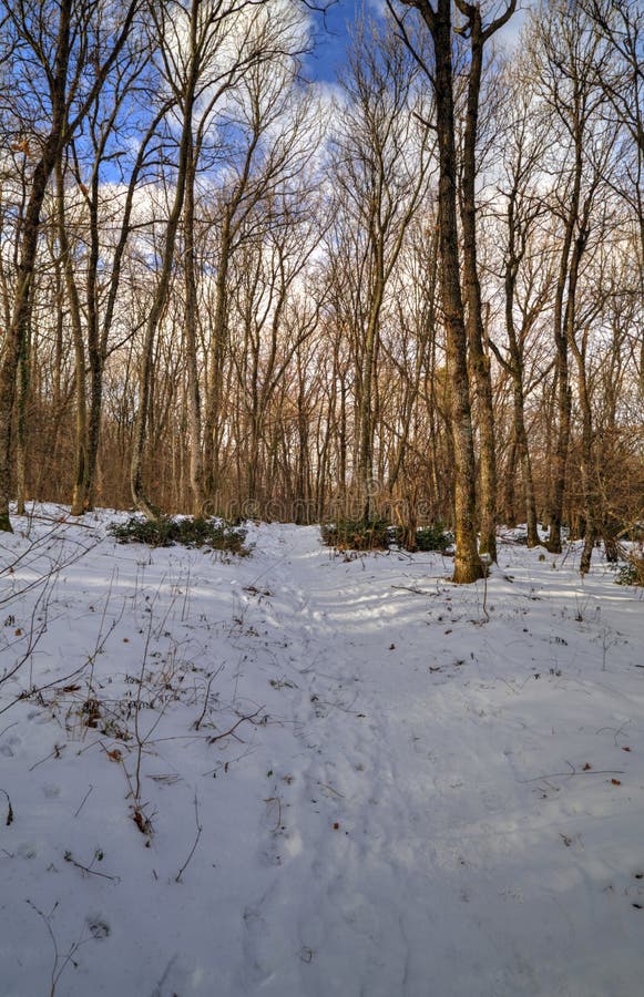 Winter forest landscape stock image. Image of beauty - 83948657