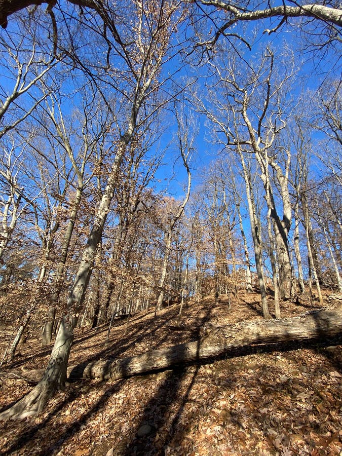 Winter Forest Landscape and Blue Sky in December Stock Photo - Image of ...