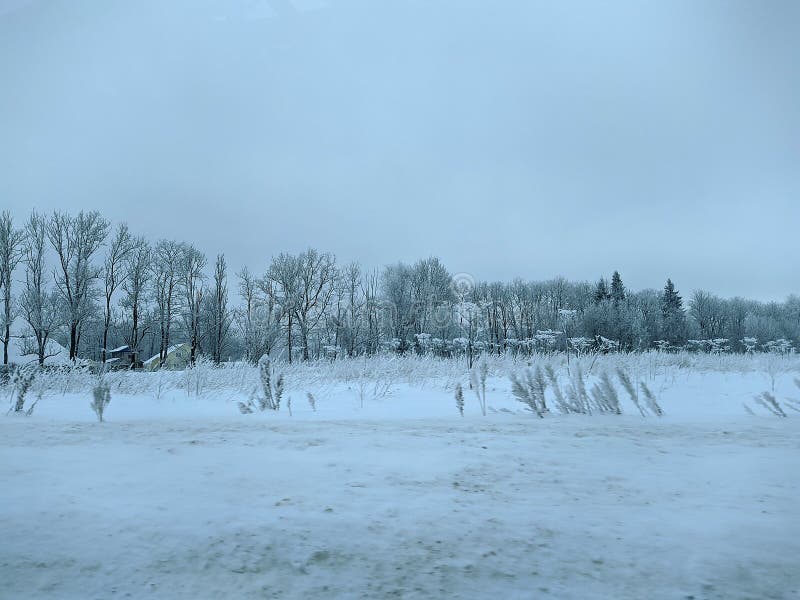 Winter Forest Landscape in the Daytime. Stock Image - Image of ...