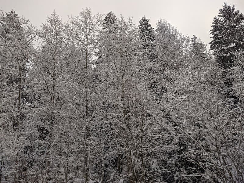 Winter Forest Landscape in the Daytime. Stock Photo - Image of context ...