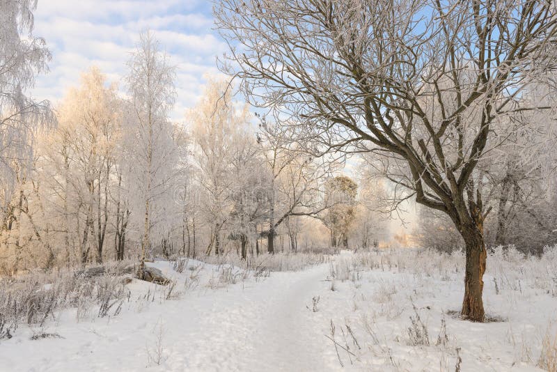 Winter forest landscape - Stock Image - Everypixel