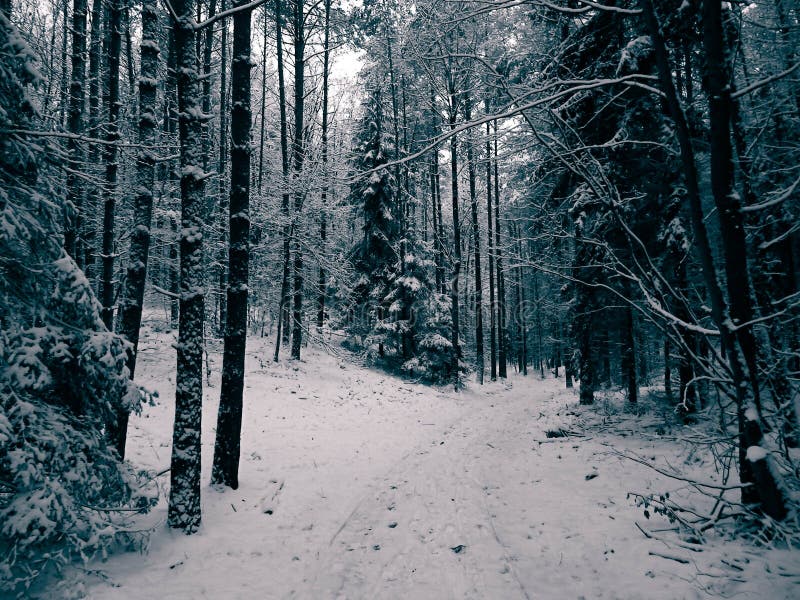 Winter forest landscape stock image. Image of environmental - 161067145