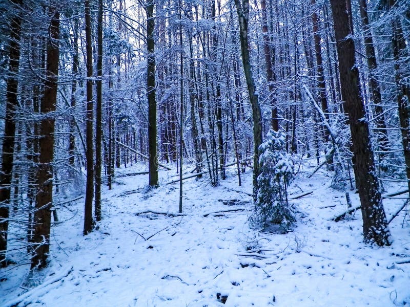Winter forest landscape stock photo. Image of snowy - 161695620
