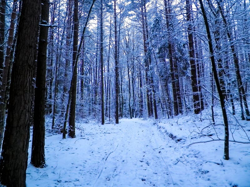 Winter forest landscape stock image. Image of storm - 165568293