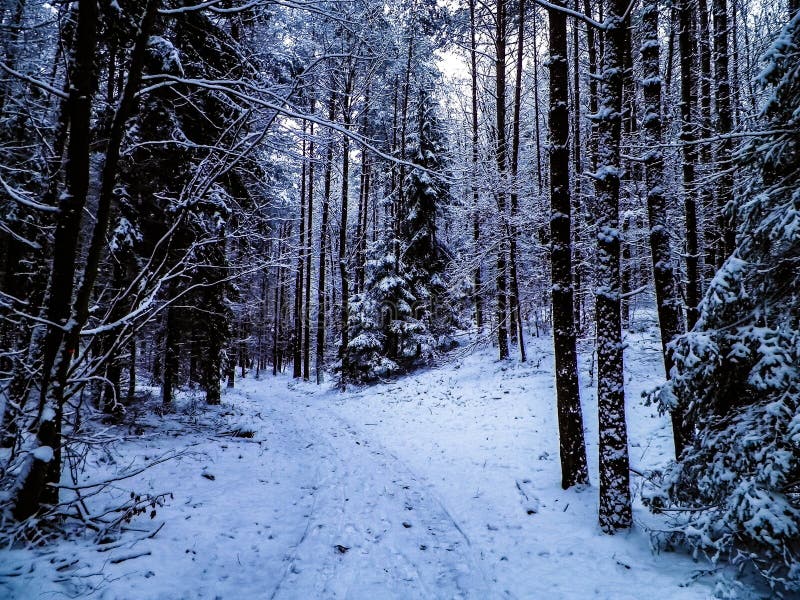 Winter forest landscape stock image. Image of trees - 165742591