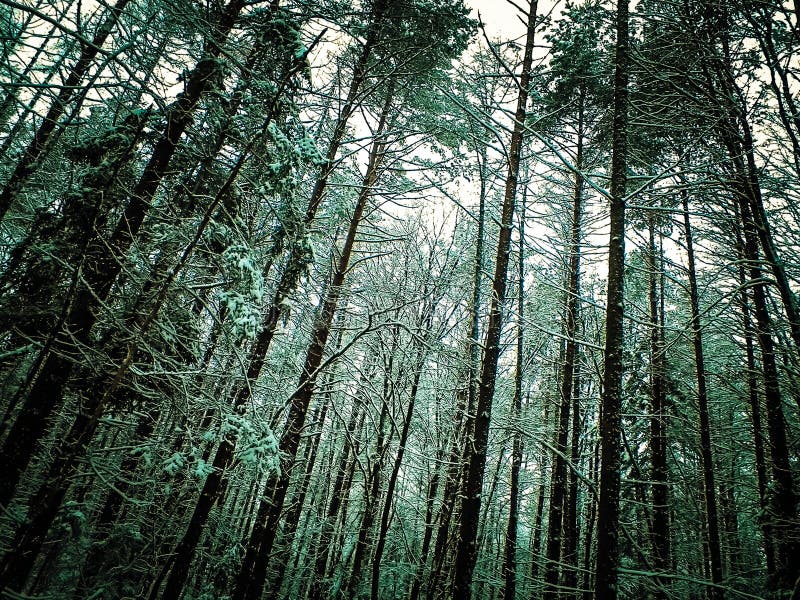 Winter forest landscape stock photo. Image of storm - 172210874