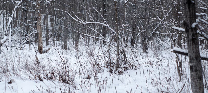 Winter Forest Landscape Panoramic Nature Scene Stock Photo - Image of ...