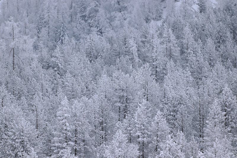Winter Forest Landscape. Snow Covered Pine Tree Forest in Nature after ...