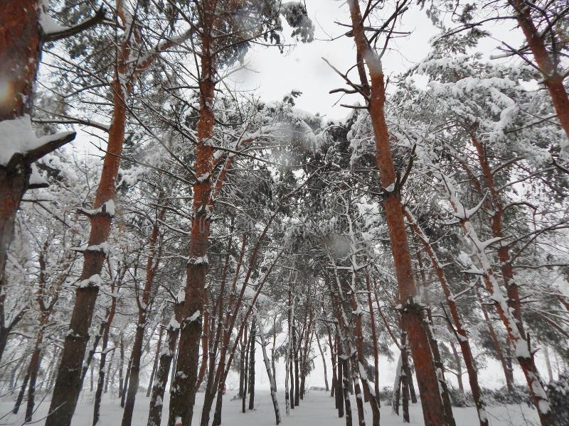 Winter Forest Landscape, Snowfall, Snow on Trees Stock Image - Image of ...