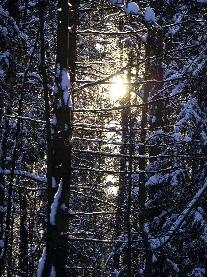 Winter Forest Landscape. the Sun Illuminates the Horizontal Branches of ...