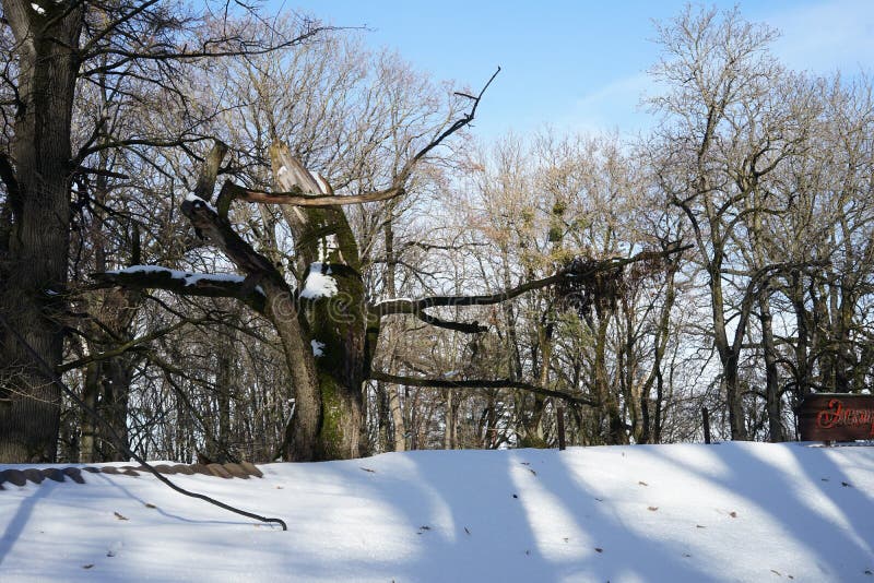 Winter Forest Landscape Sunlight Snow. Shadows on the Snow Stock Image ...
