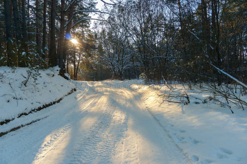 Winter Forest Landscape. View of the Forest Covered with Snow during ...