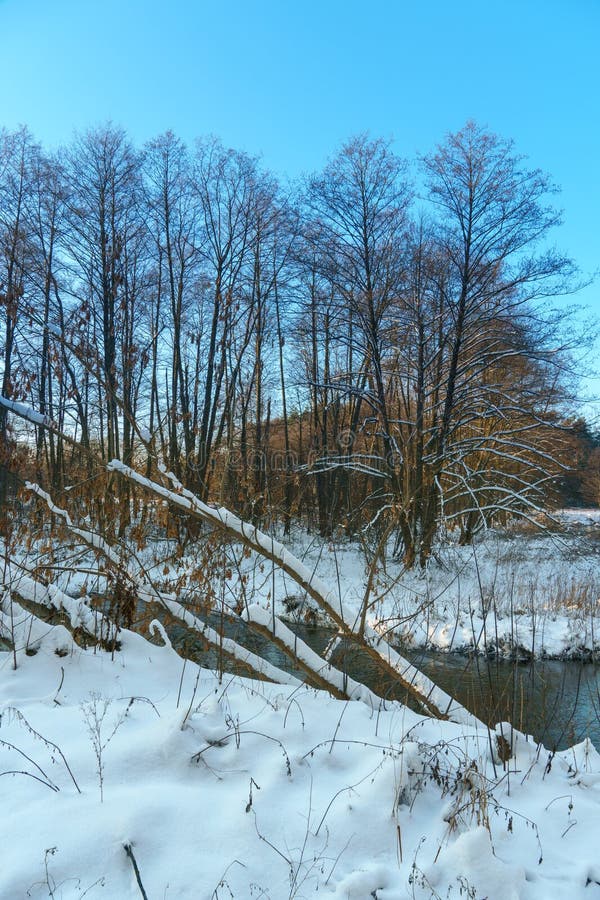 Winter Forest Landscape. View of the Forest Covered with Snow during ...