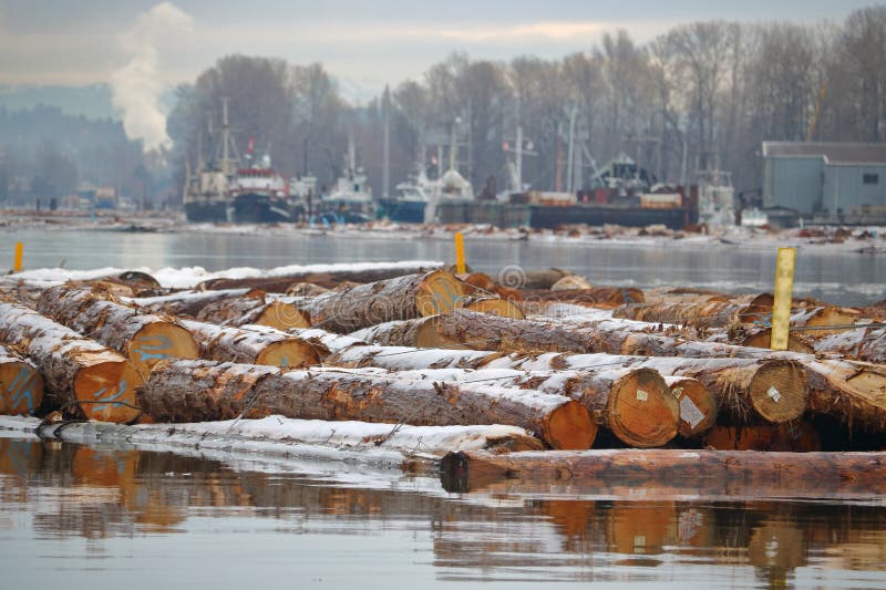 Winter Forest Logging stock photo. Image of logging, season - 84260678