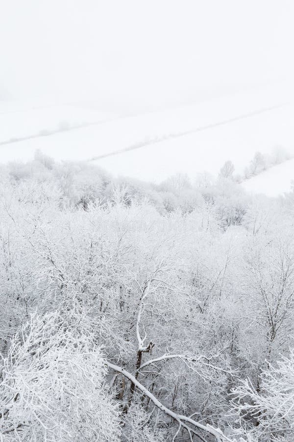 Winter Forest with Mist on the Fields Stock Photo - Image of scenic ...