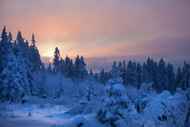 Winter sunset taiga stock photo. Image of pine, taiga - 16819048