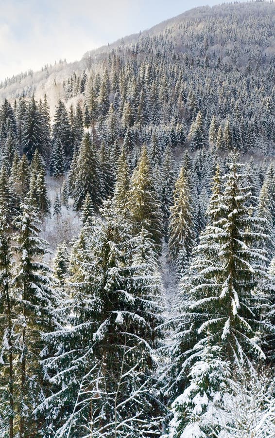 Winter forest mountainside stock image. Image of copse - 10201487