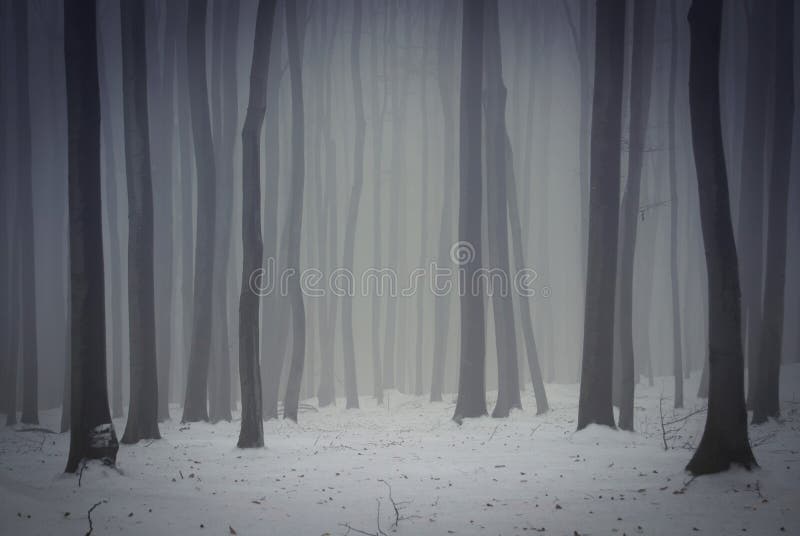 Winter in the Forest with Mysterious Fog Stock Photo - Image of ...