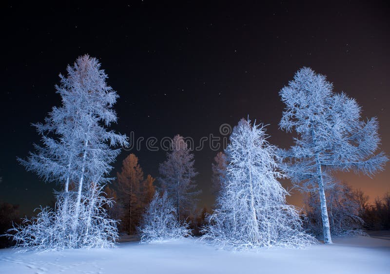 Winter forest at night stock photo. Image of snowdrift - 17161752