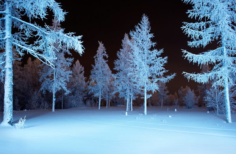 Winter forest stock image. Image of landscape, cold, frozen - 17140495