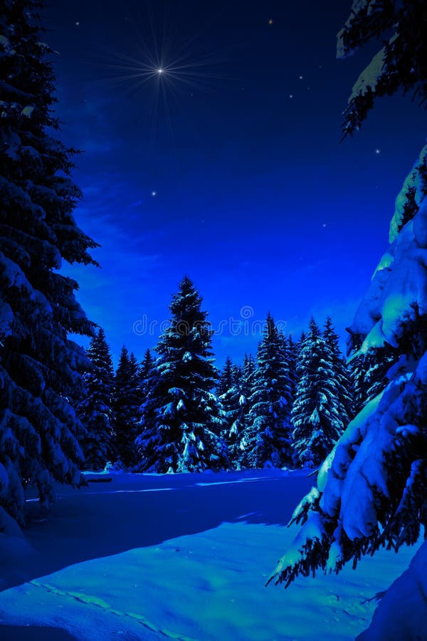 Winter forest at night stock image. Image of white, winter - 18805075