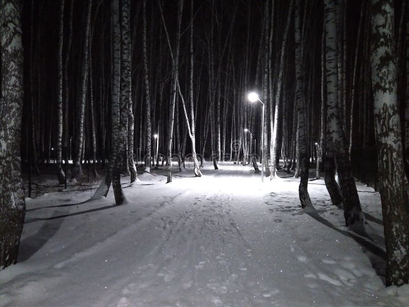 Winter Forest at Night with Dark Trees in the Snow in the Park Path ...