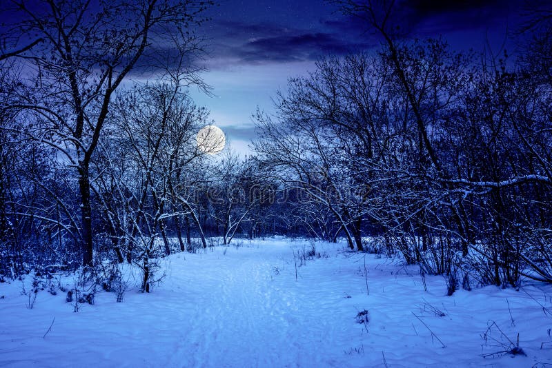 Winter forest at night stock image. Image of glow, darkness - 169643139