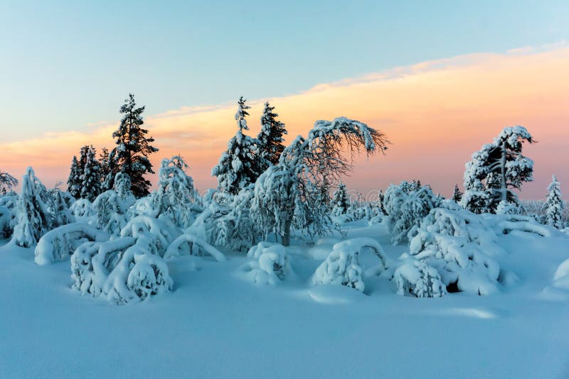 Winter Forest In Northern Finland Stock Photo - Image of country, park ...
