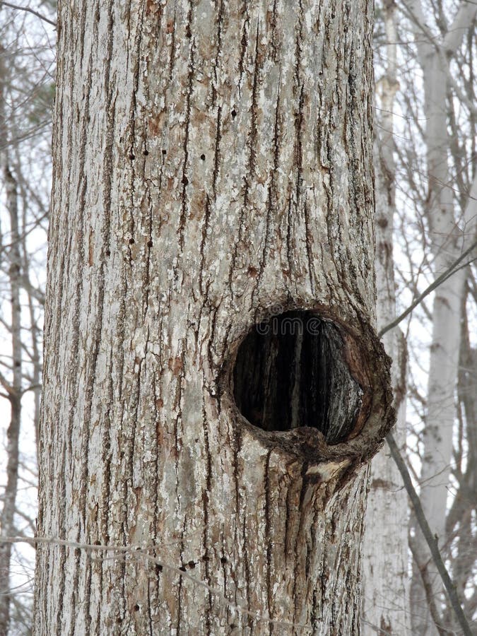 Winter in the Forest Showing Owl Hole in Straight Tree Trunk Stock ...