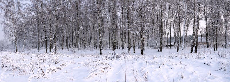 Winter Forest panorama stock photo. Image of cold, branch - 266809750