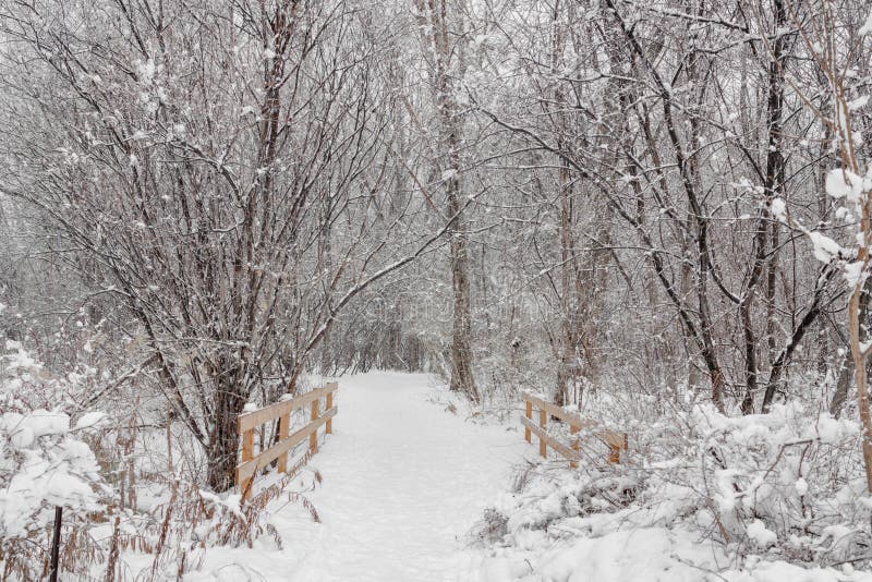Winter Forest Park Scenery of Trees Covered with White Snow Tranquil ...